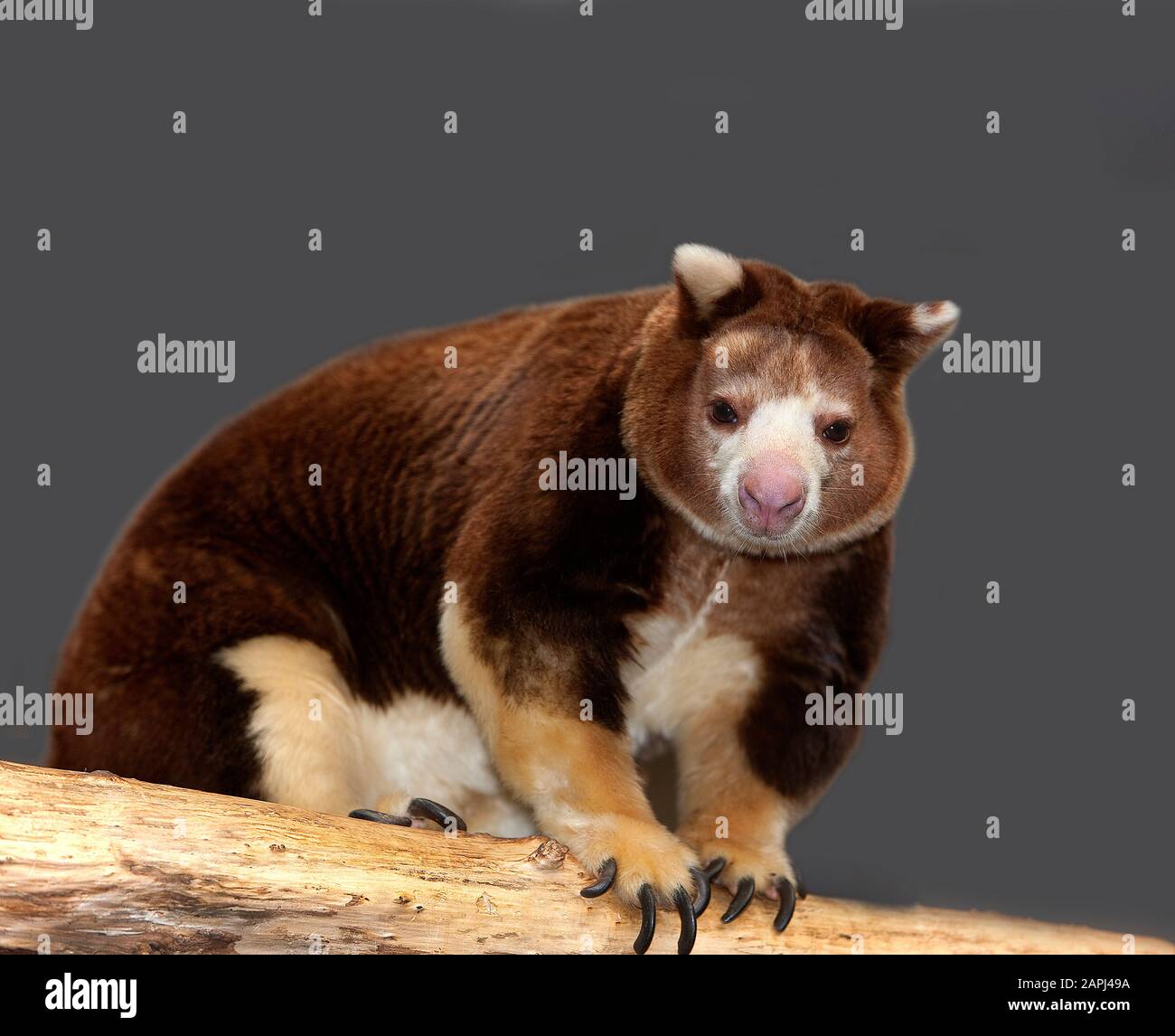 Matschies tree kangaroo hi-res stock photography and images - Alamy