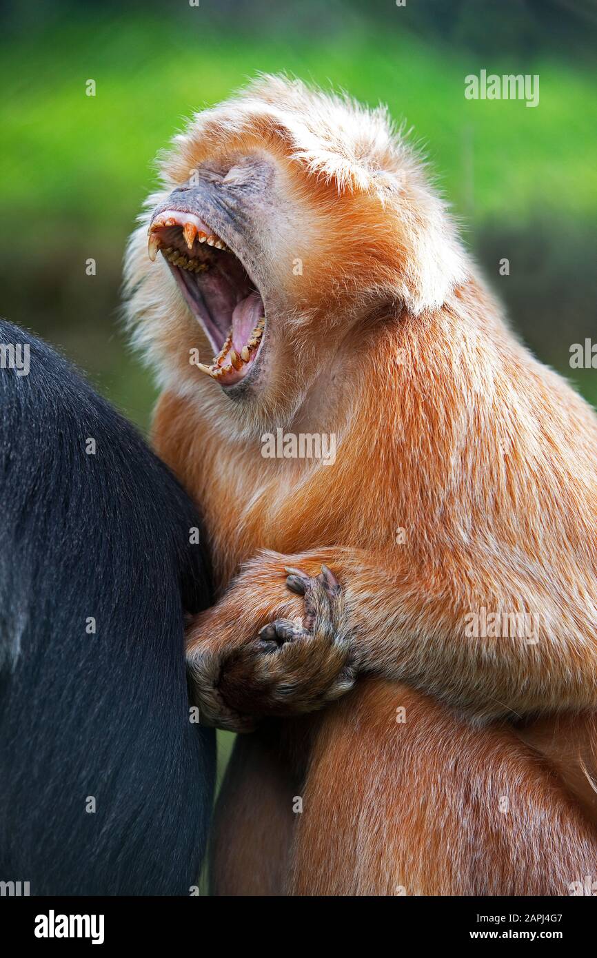 Adult monkey yawning hi-res stock photography and images - Alamy