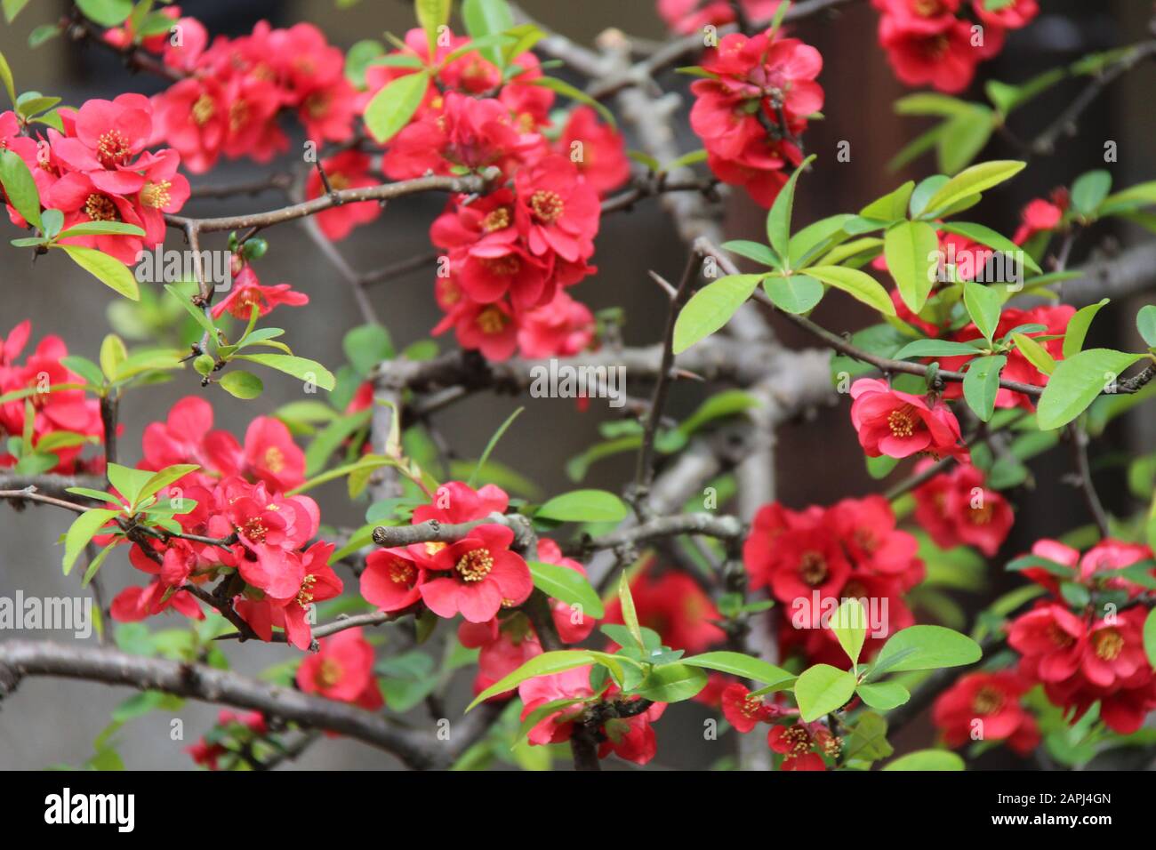 Arbre fleur rouge hi-res stock photography and images - Alamy