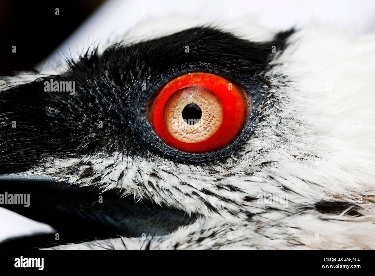Red Lammergeier