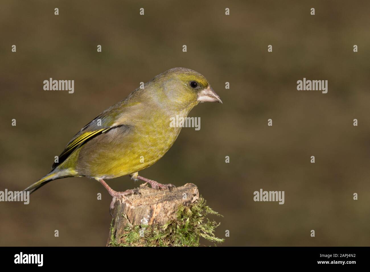 Perching greenfinch hi-res stock photography and images - Alamy