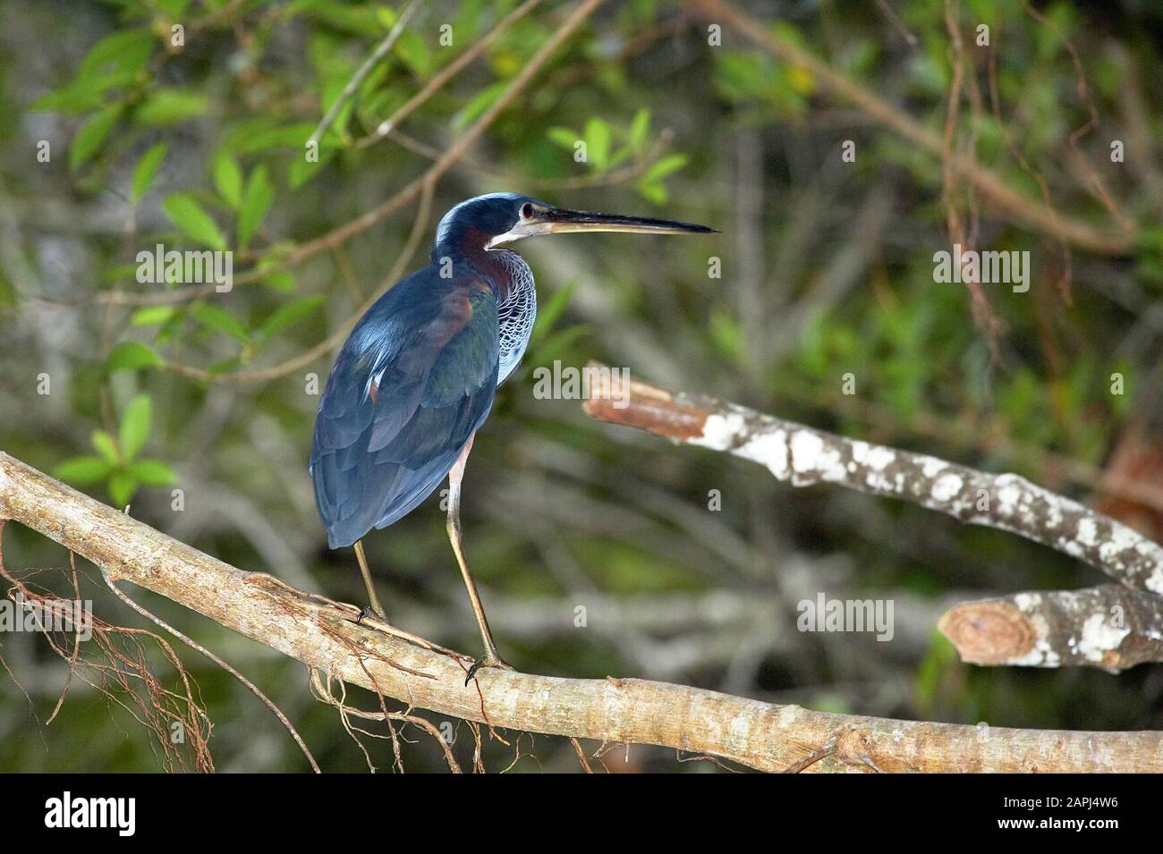 Agami Heron or Chestnut-Bellied Heron, agamia agami, Adult standing on ...