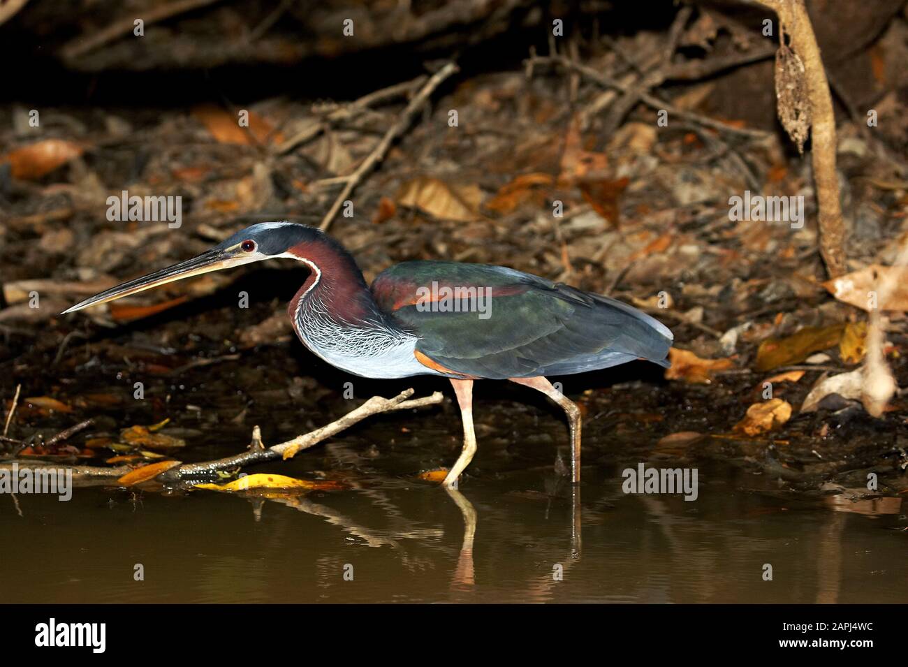 Agami Heron or Chestnut-Bellied Heron, agamia agami, Adult standing in ...