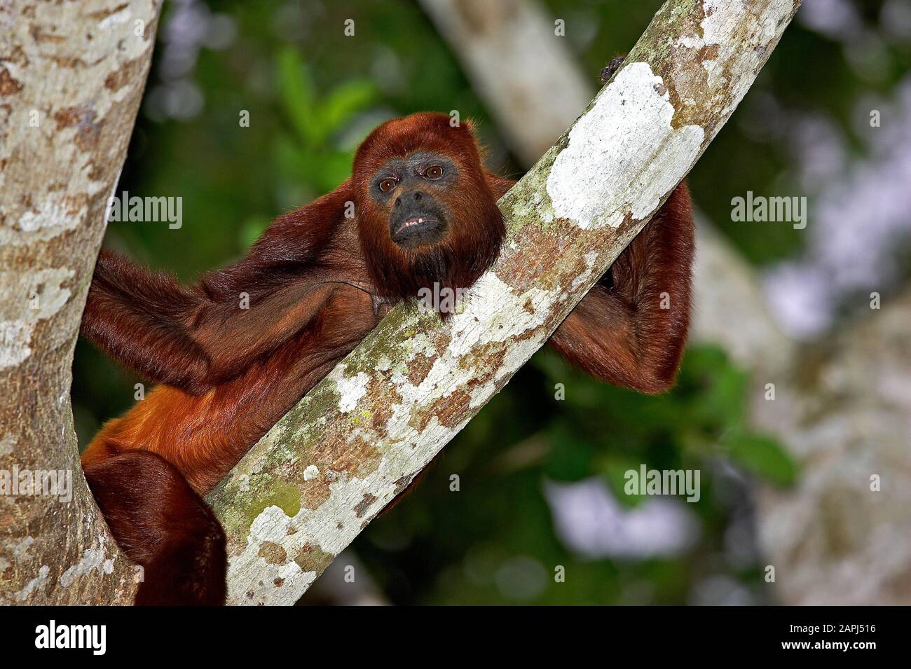 Adult red howler monkey alouatta seniculus hi-res stock photography and ...