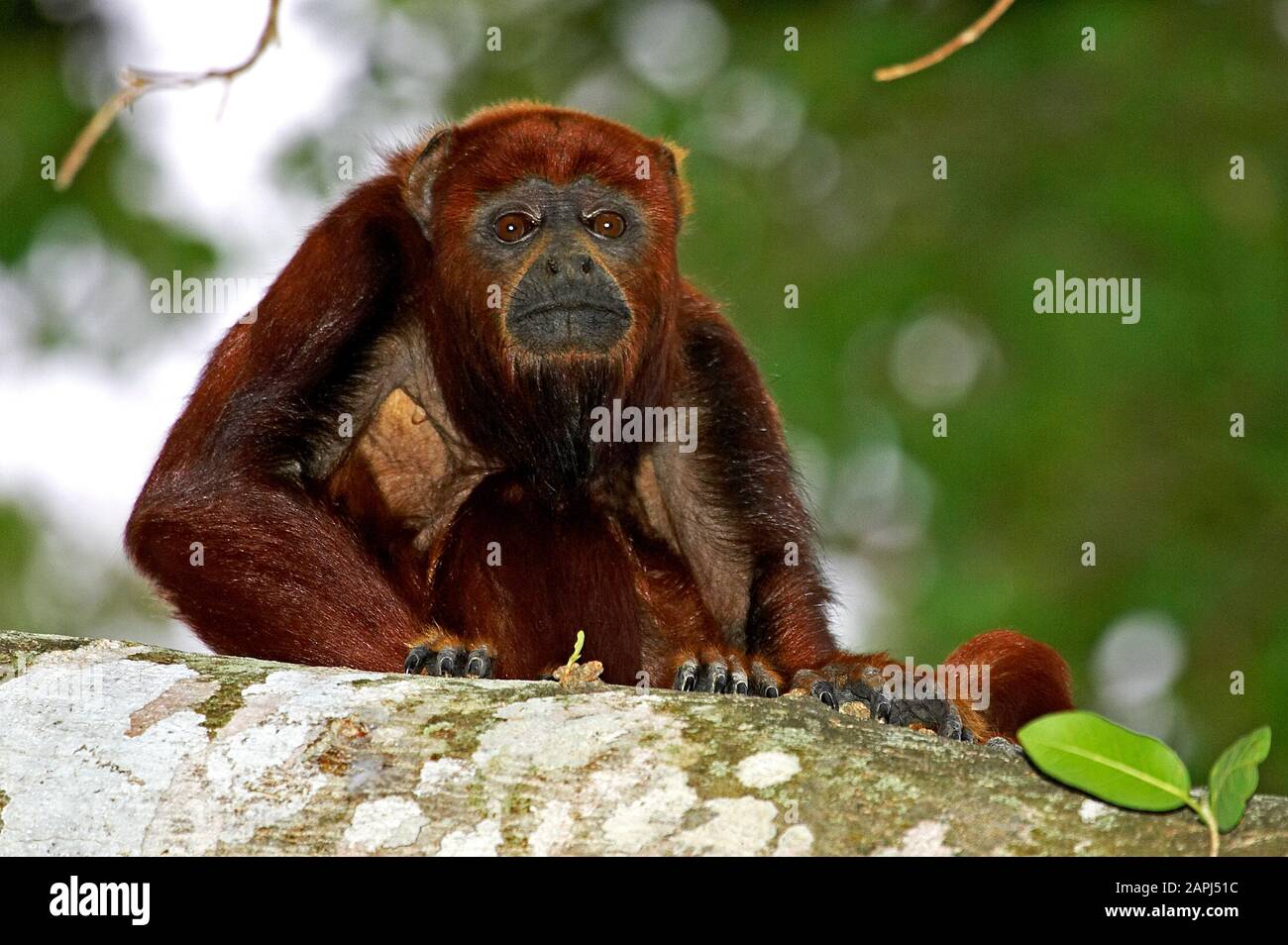 Red howler monkey alouatta hi-res stock photography and images - Alamy