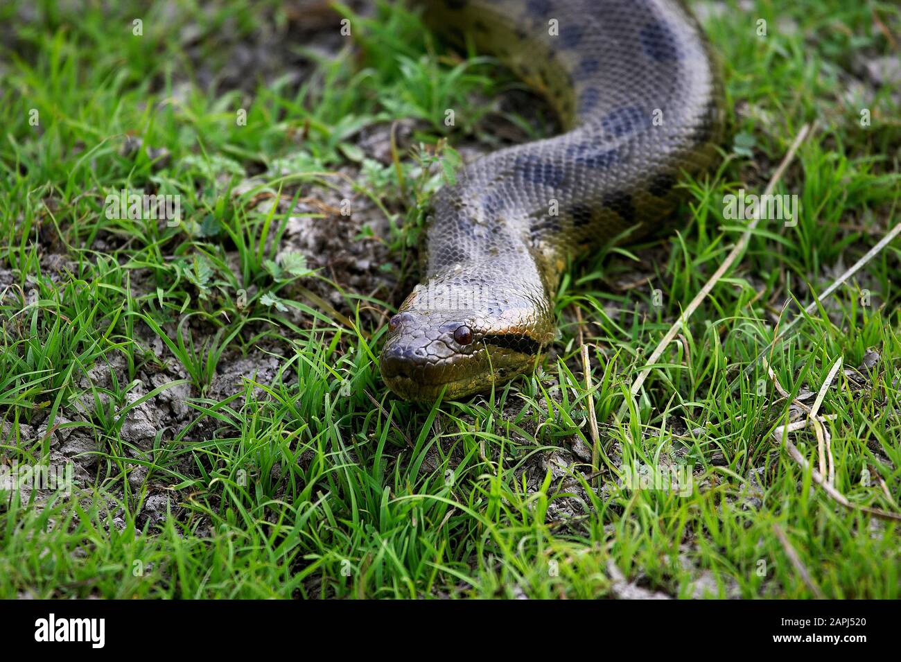 Green anaconda eunectes murinus adult hi-res stock photography and ...