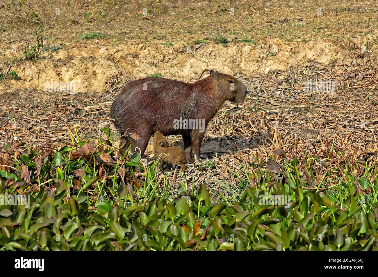 Capybara, hydrochoerus hydrochaeris, the Largest Rodent in the World ...