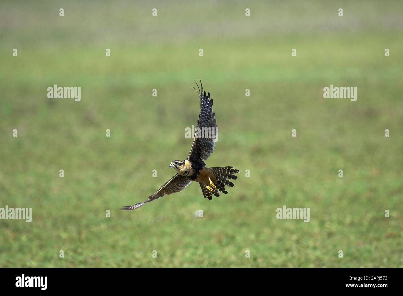 Aplomado Falcon, falco femoralis, Adult in Flight, Los Lianos in ...