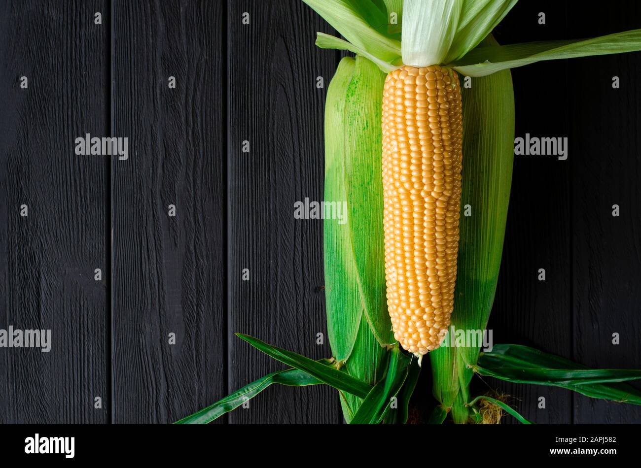 Popcorn tree leaves hi-res stock photography and images - Alamy