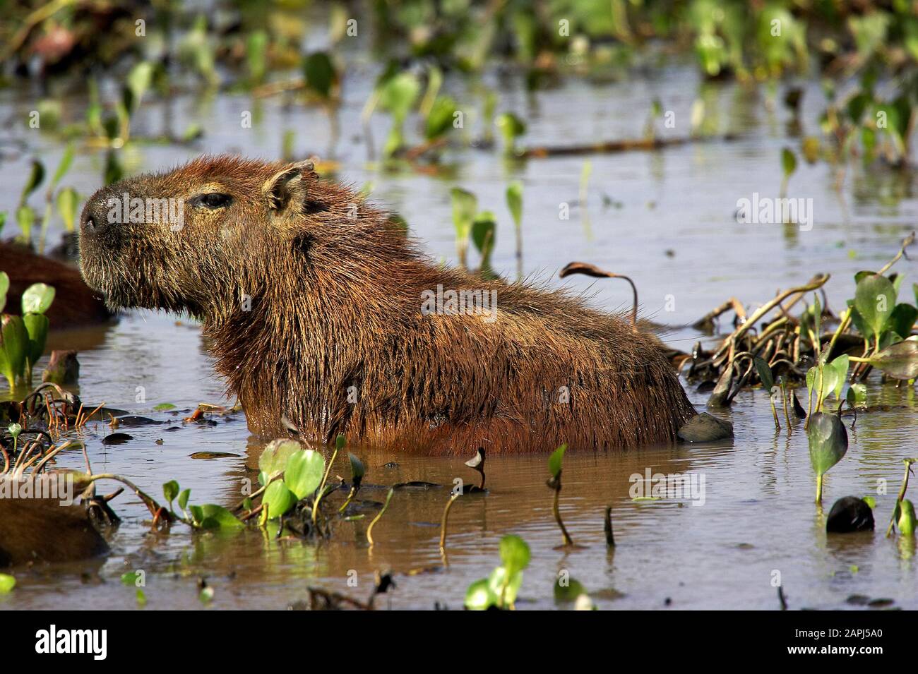 Capybara, hydrochoerus hydrochaeris, the Largest Rodent in the World ...