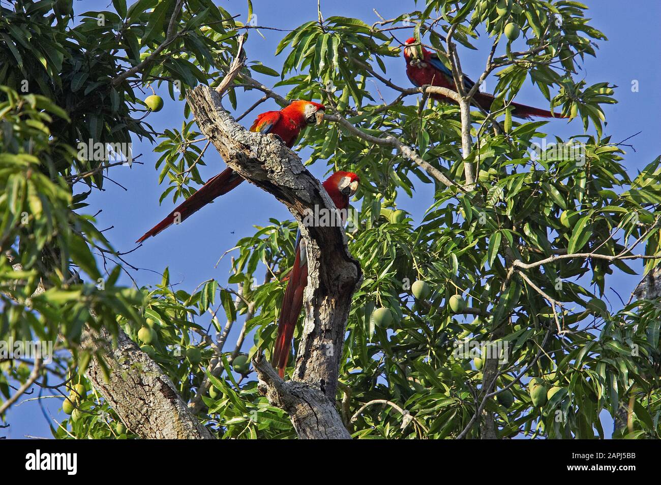 Scarlet Macaw, ara macao, Group perched on Mango Tree, Los Lianos in ...