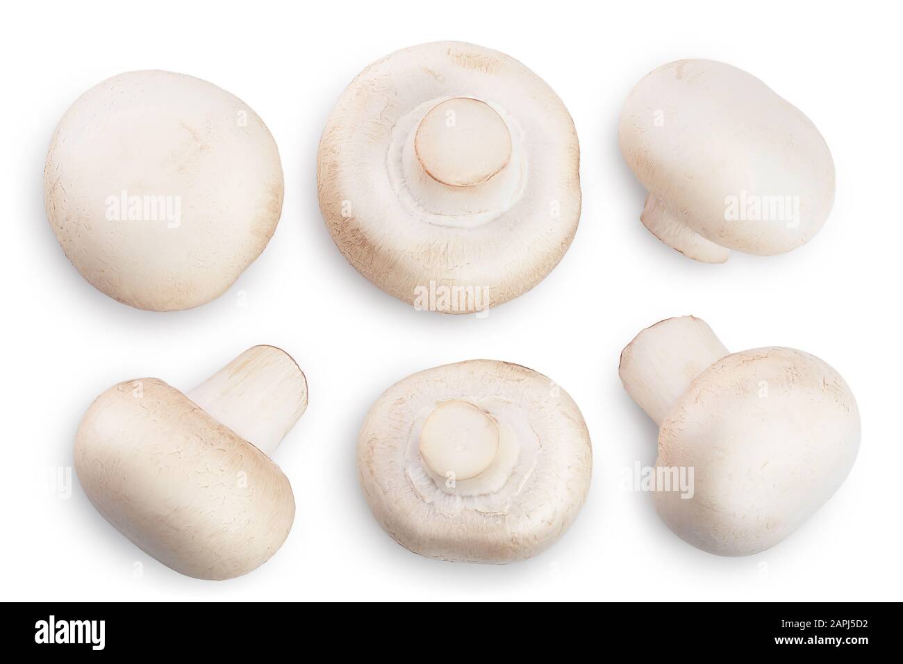 Fresh mushroom champignon isolated on white background with clipping ...