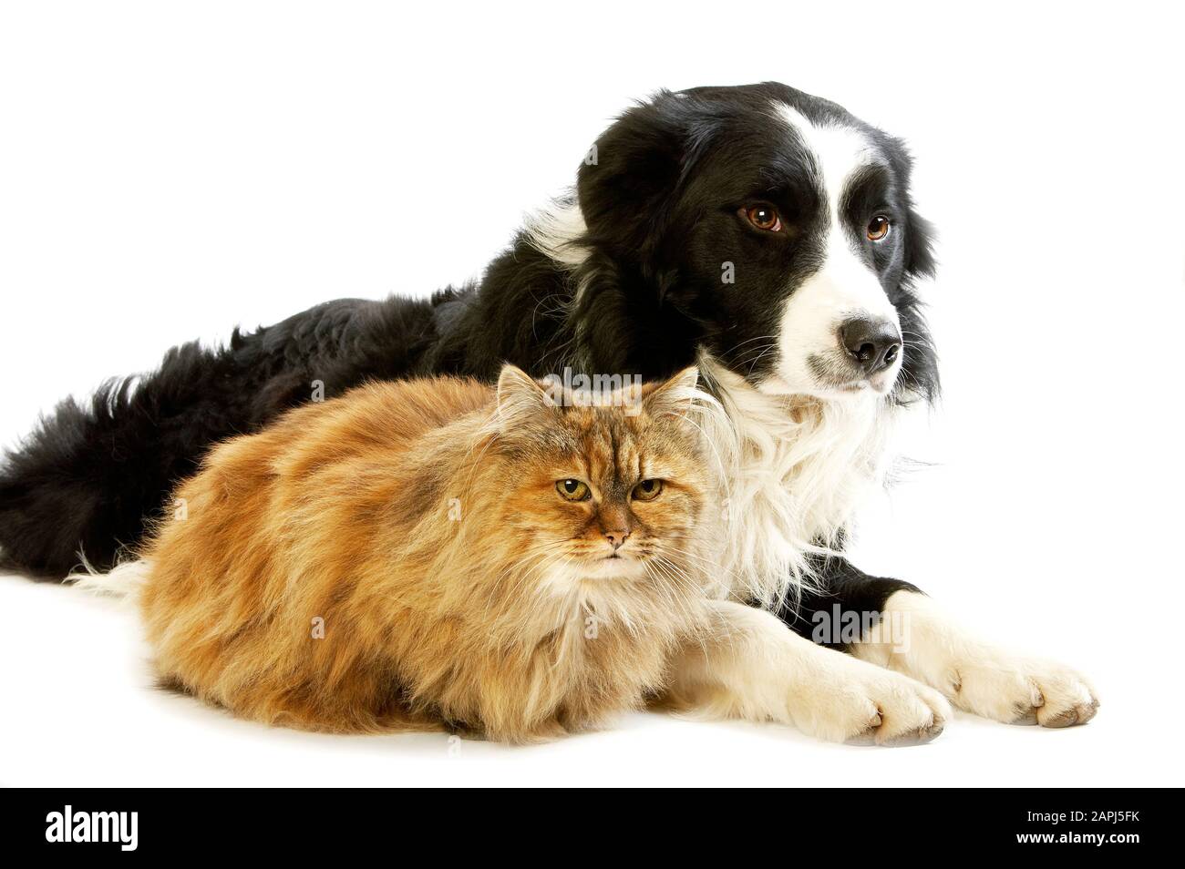 Border Collies And Cats Anyone