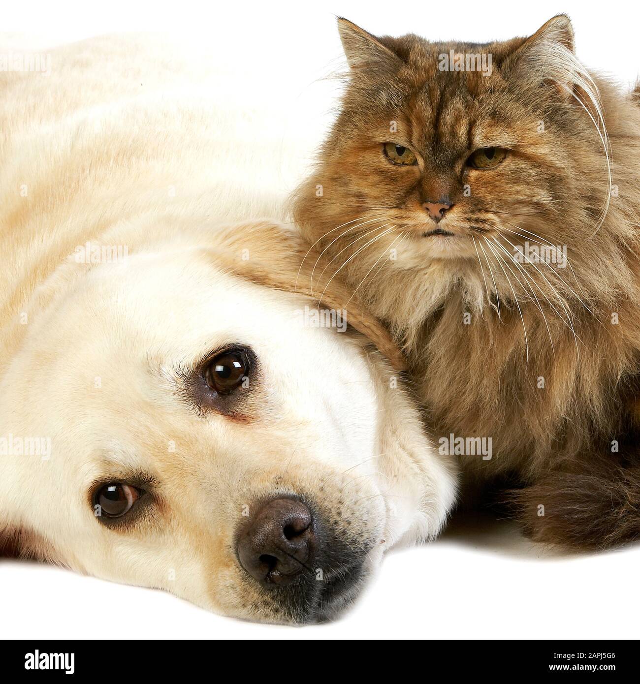 Yellow Retriever Labrador Female with Tortoiseshell Persian Domestic ...