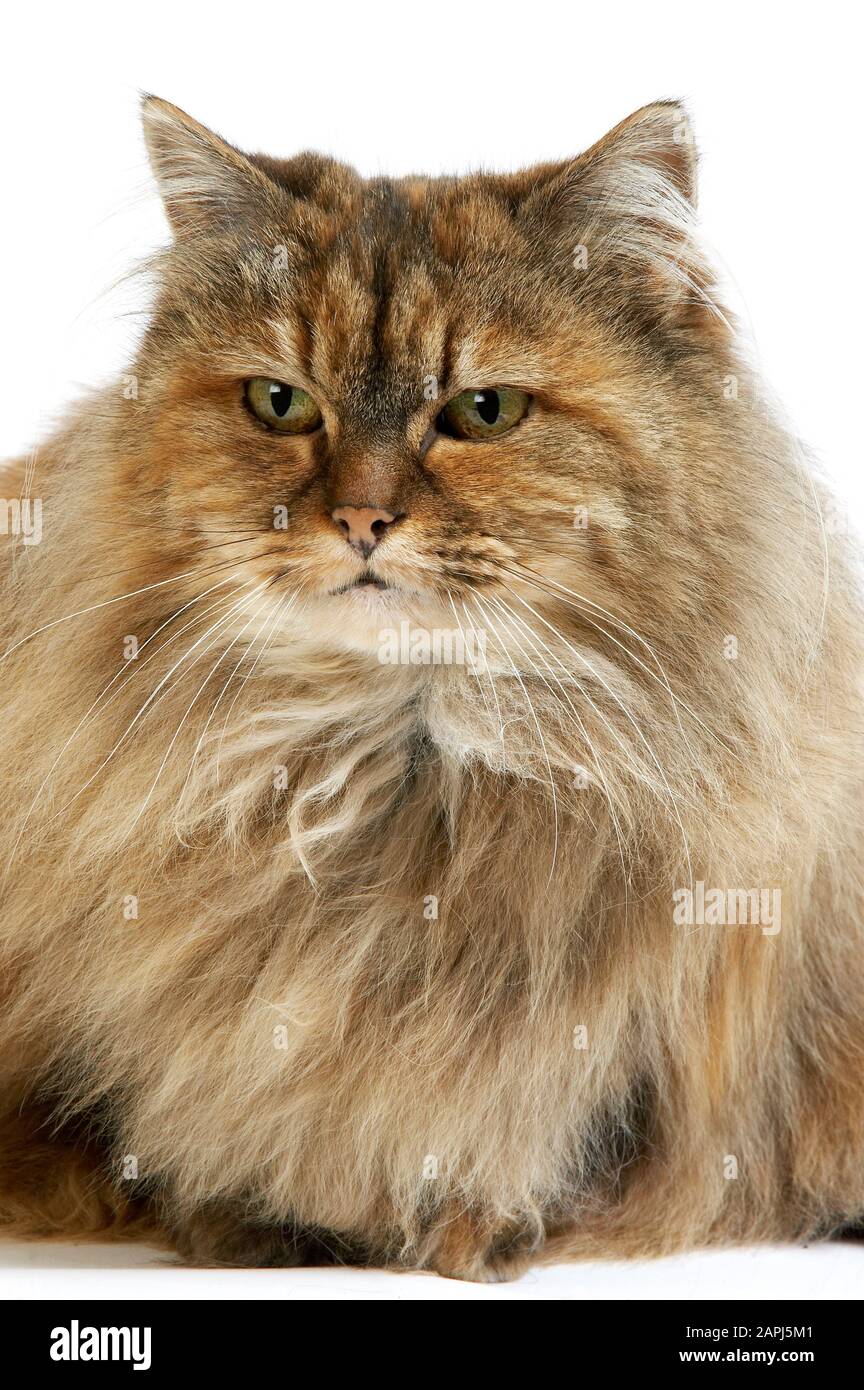 Tortoiseshell Persian Domestic Cat, Portrait of Female against White ...