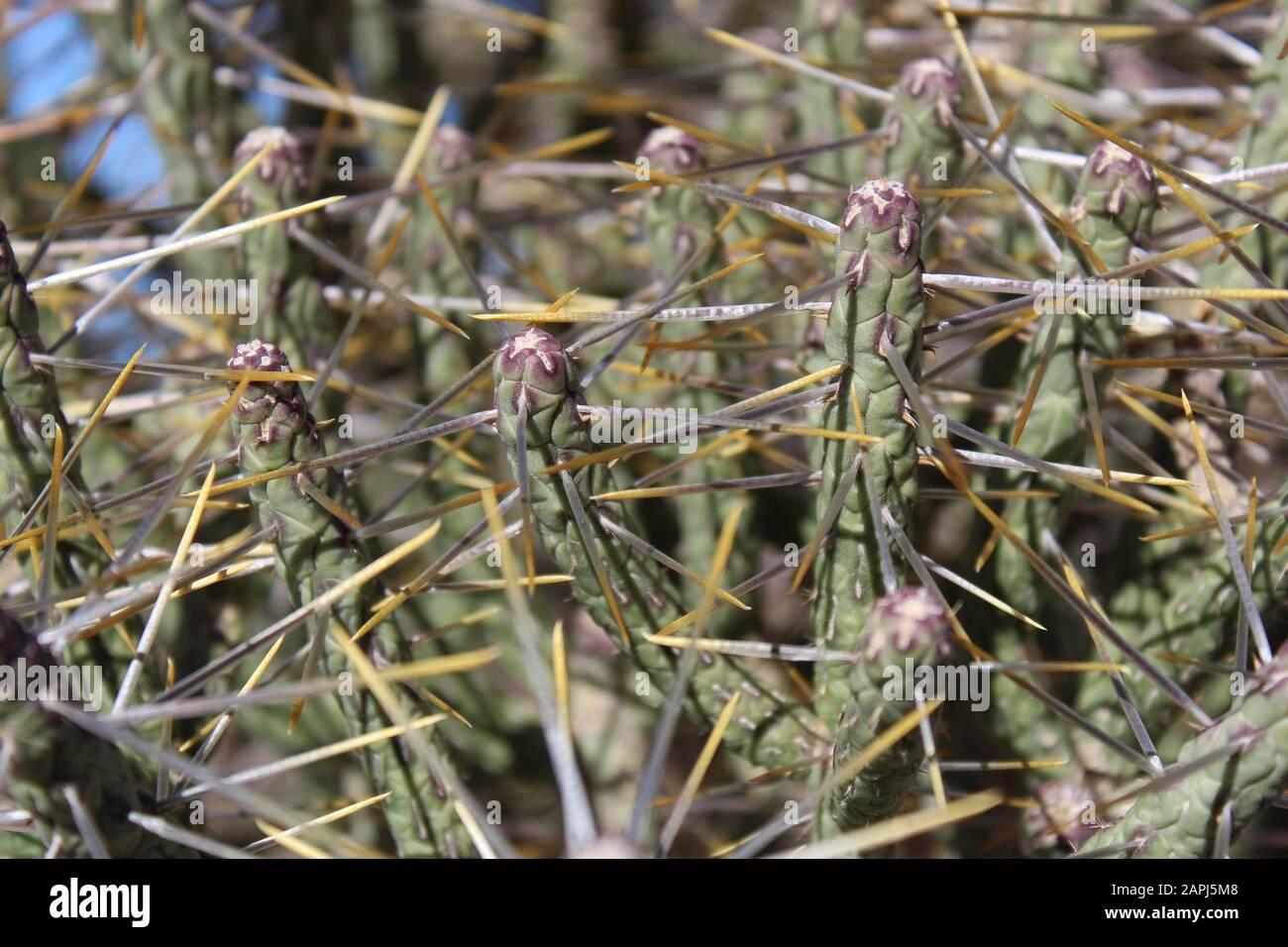 Pencil cactus hi-res stock photography and images - Alamy
