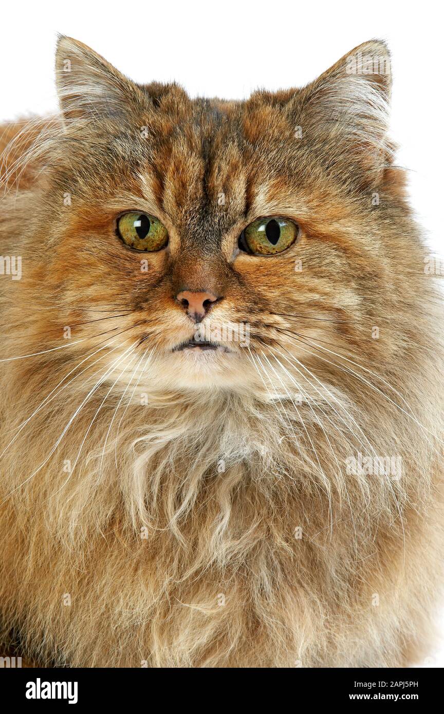 Tortoiseshell persian cats hi-res stock photography and images - Alamy