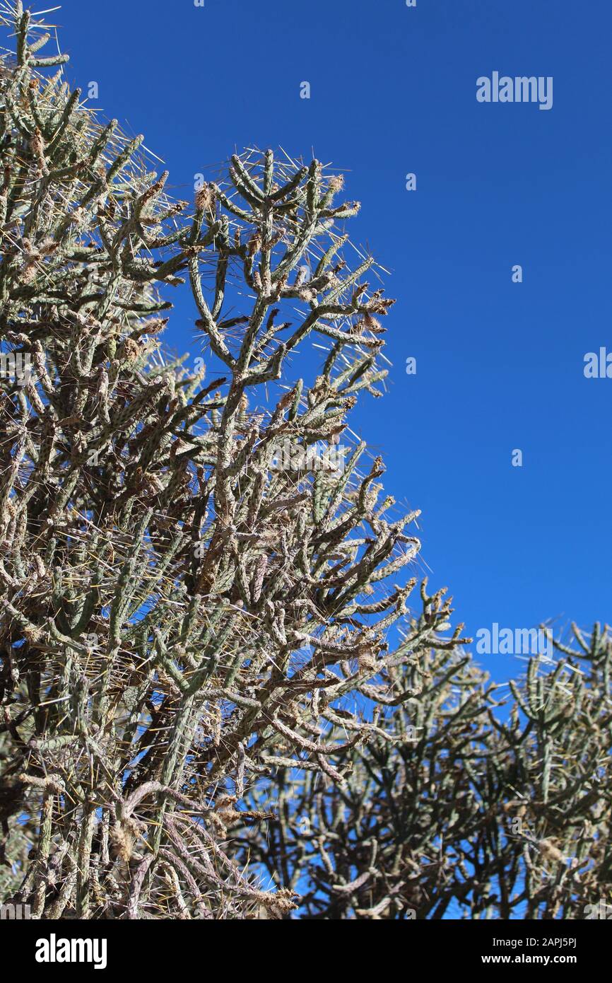 Pencil cactus desert hi-res stock photography and images - Alamy