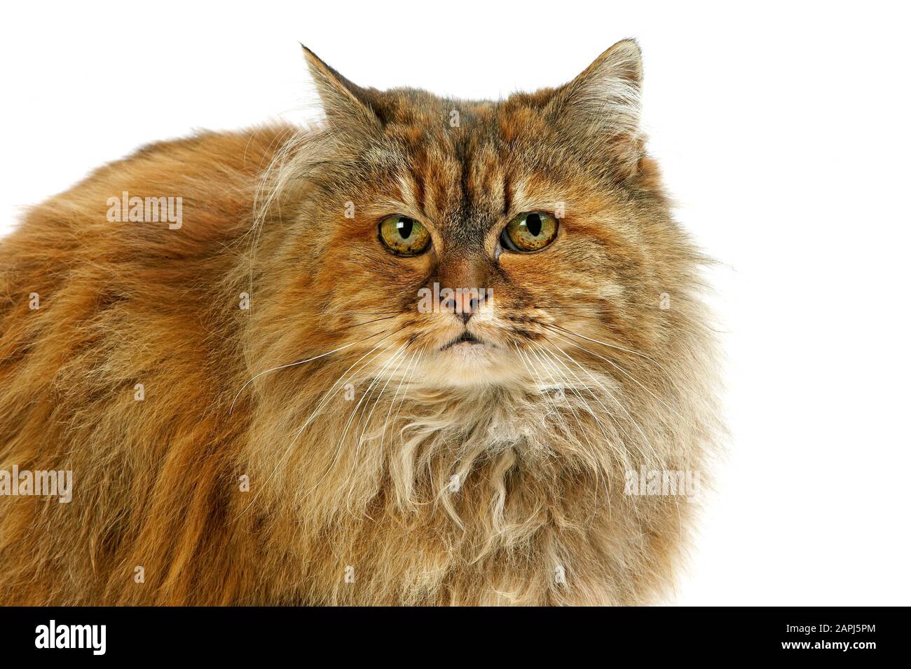 Tortoiseshell Persian Domestic Cat, Portrait of Female against White ...