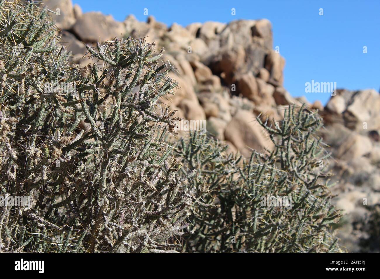 Pencil cactus hi-res stock photography and images - Alamy