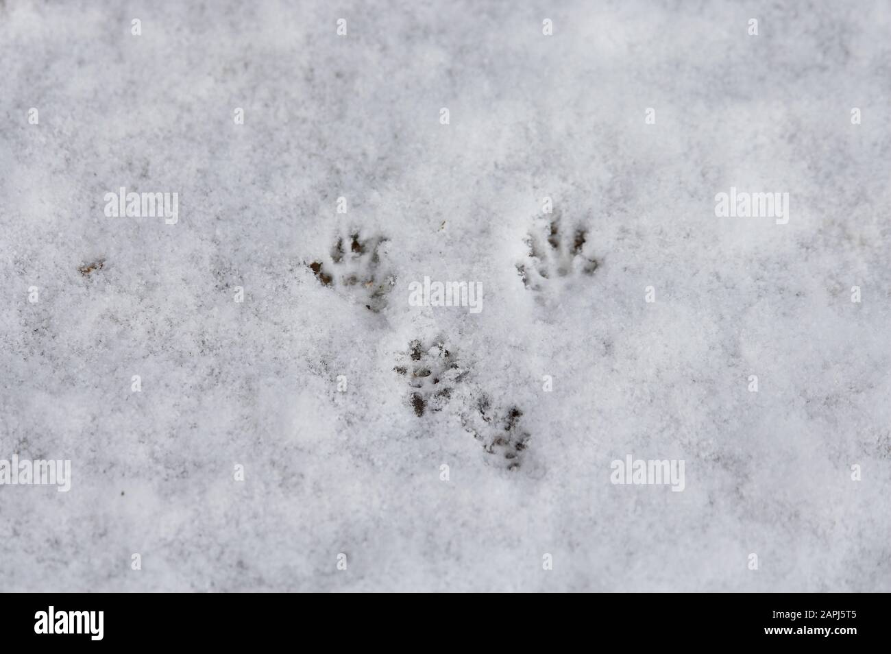 Squirrel footprint hi-res stock photography and images - Alamy