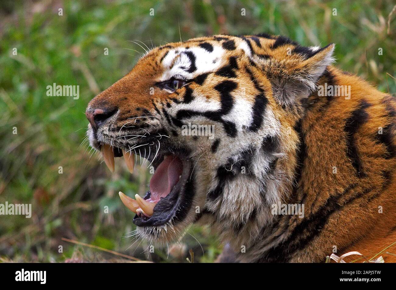 Snarling siberian tiger hi-res stock photography and images - Alamy