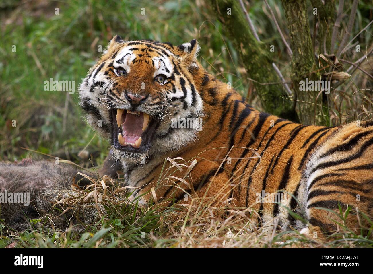 Siberian Tiger, panthera tigris altaica, Adult with a Wild Boar Kill ...
