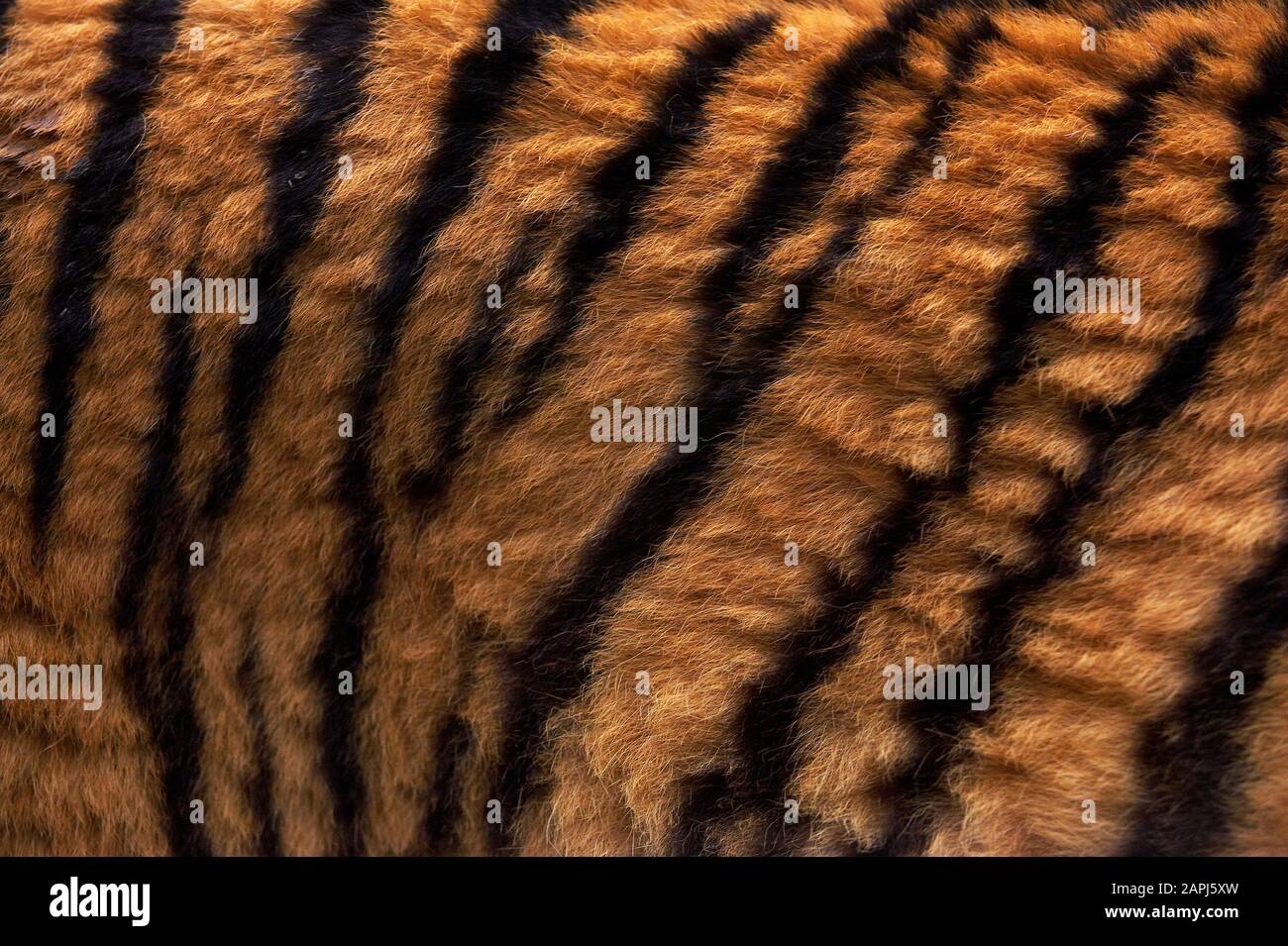 Siberian tiger skin hi-res stock photography and images - Alamy
