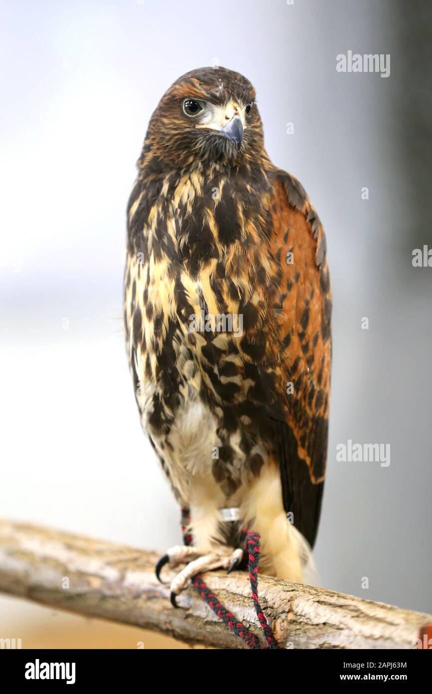 Falconry. Harris hawk (Parabuteo unicinctus) bird of prey on display ...