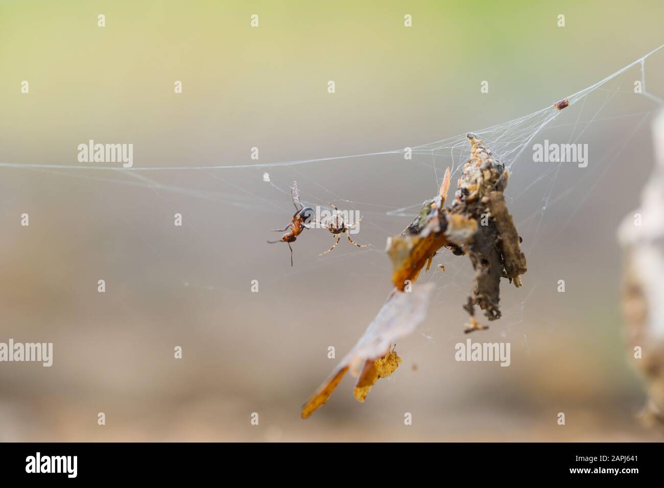 Tangle web spider hi-res stock photography and images - Alamy