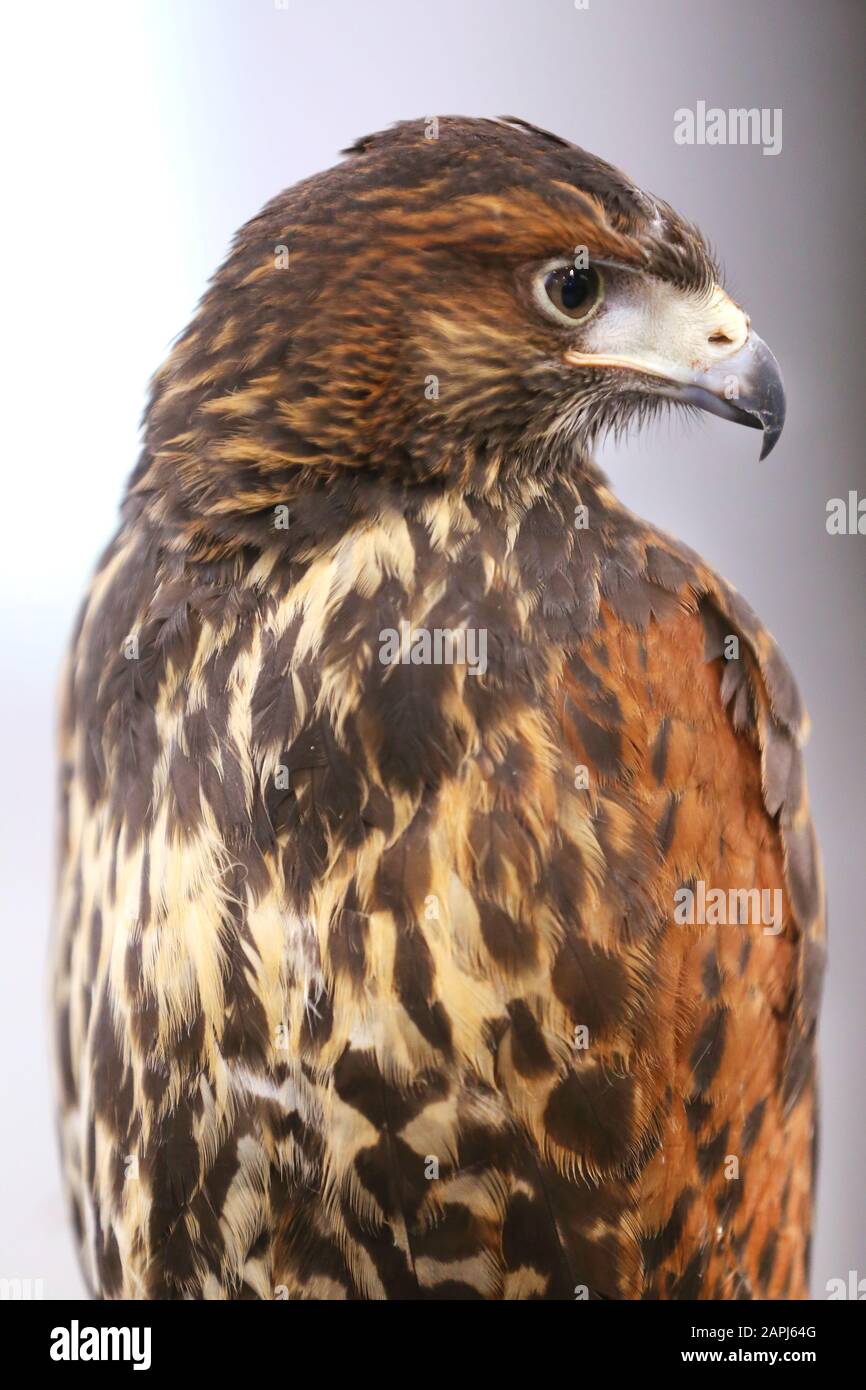 Falconry. Harris hawk (Parabuteo unicinctus) bird of prey on display ...