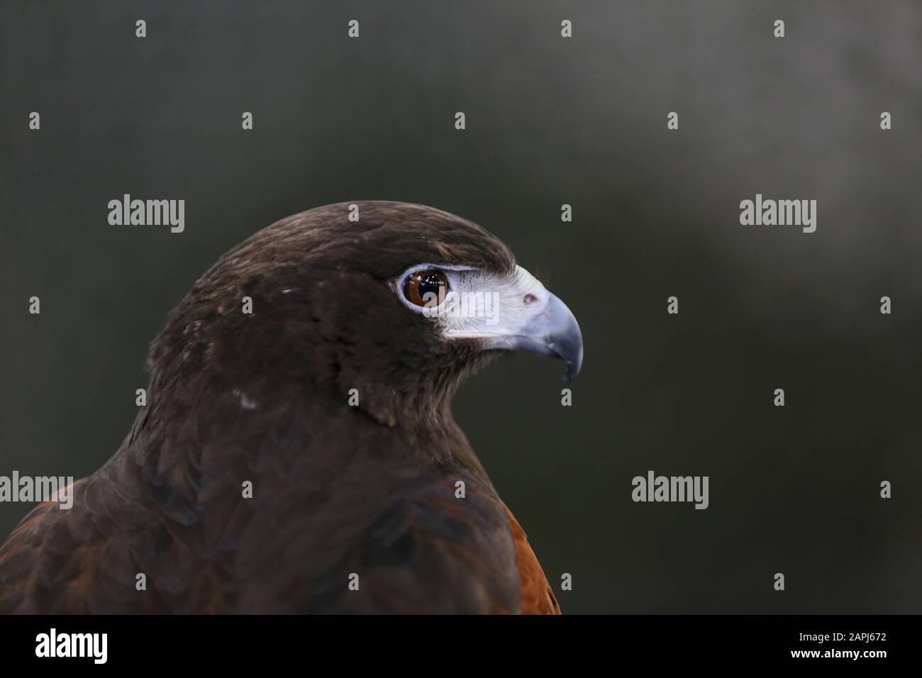 Falconry. Harris hawk (Parabuteo unicinctus) bird of prey on display ...