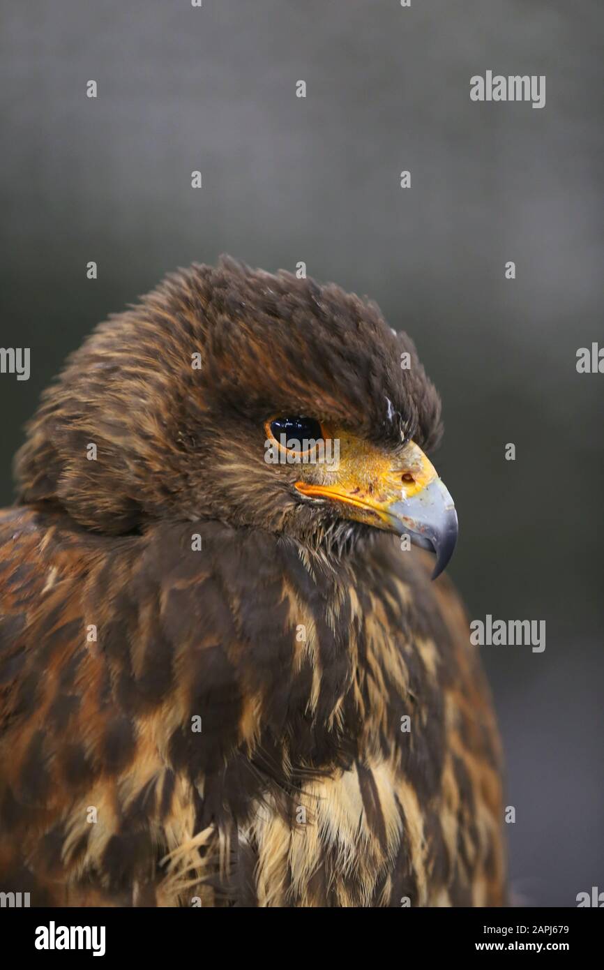 Falconry. Harris hawk (Parabuteo unicinctus) bird of prey on display ...