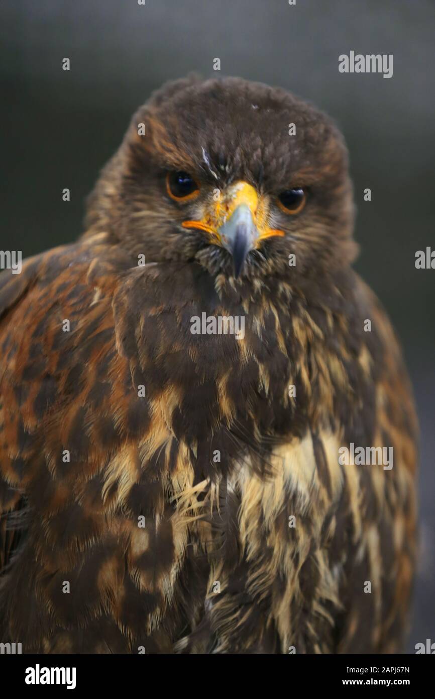 Falconry. Harris hawk (Parabuteo unicinctus) bird of prey on display ...