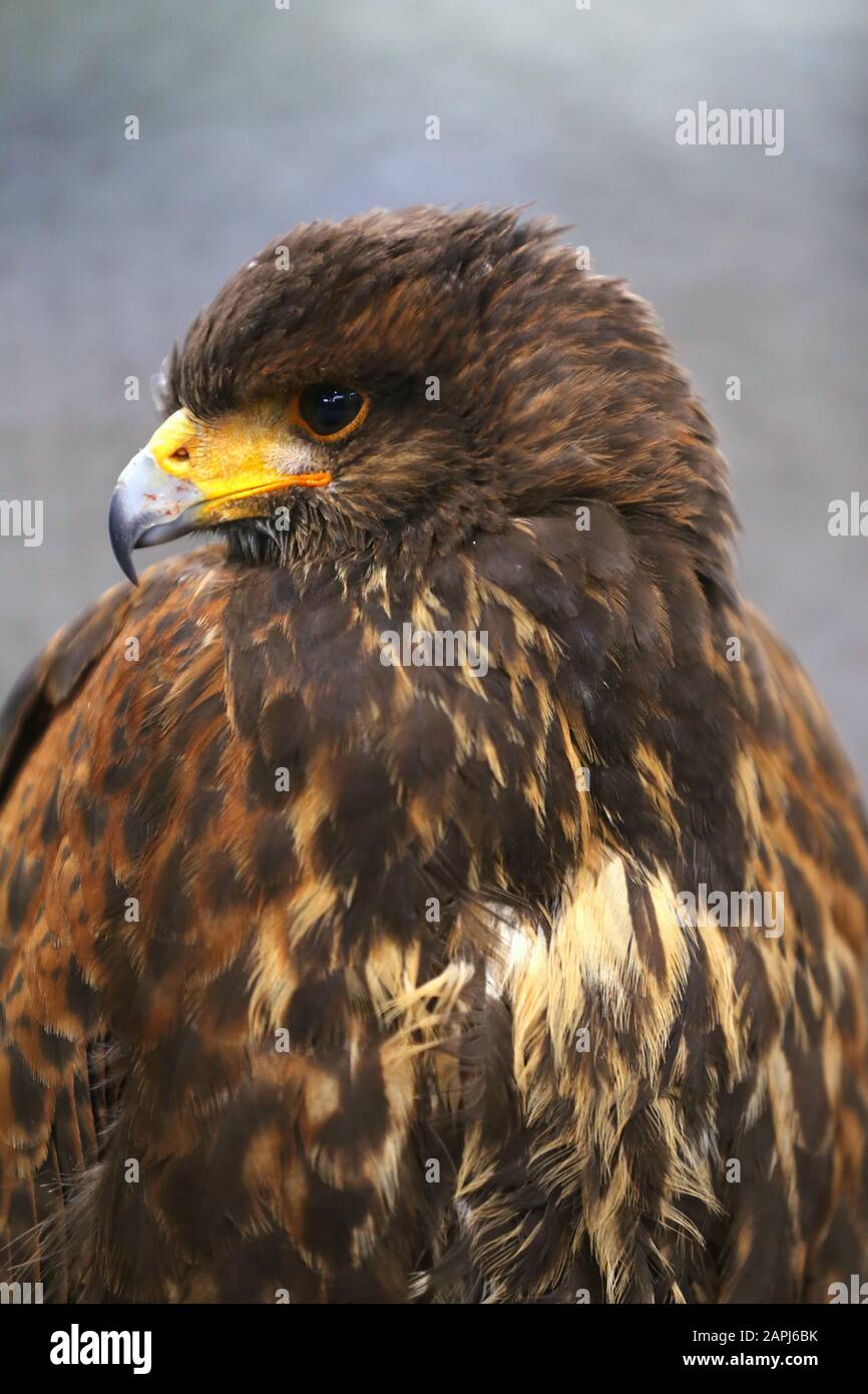 Falconry. Harris hawk (Parabuteo unicinctus) bird of prey on display ...