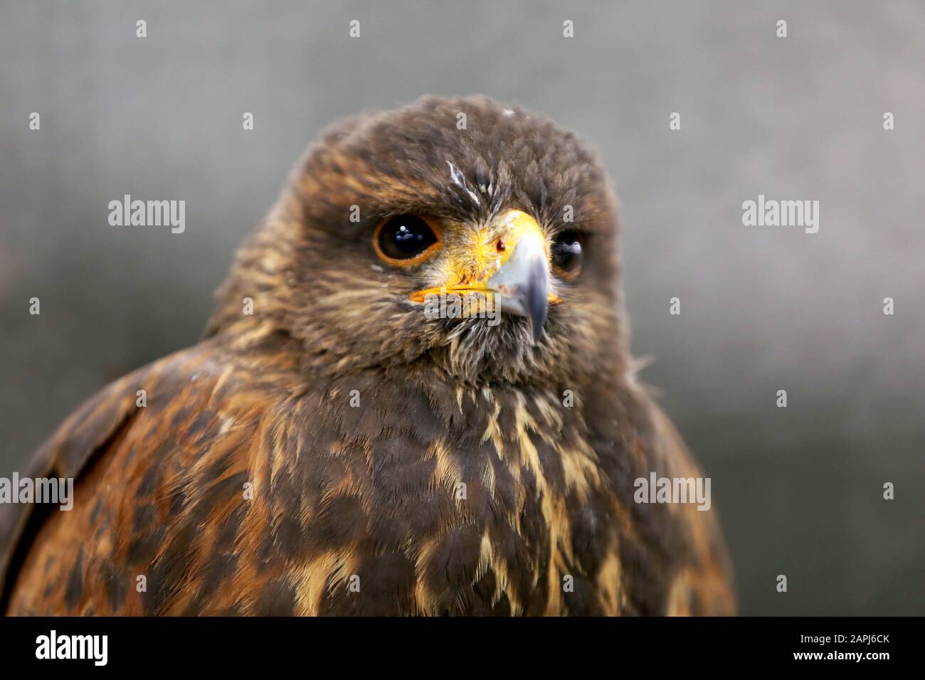 Falconry. Harris hawk (Parabuteo unicinctus) bird of prey on display ...