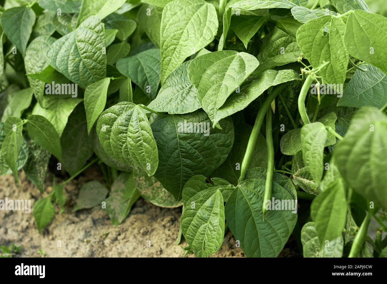 Green bean plant with ripe fresh vegetables growing on bed in the field ...
