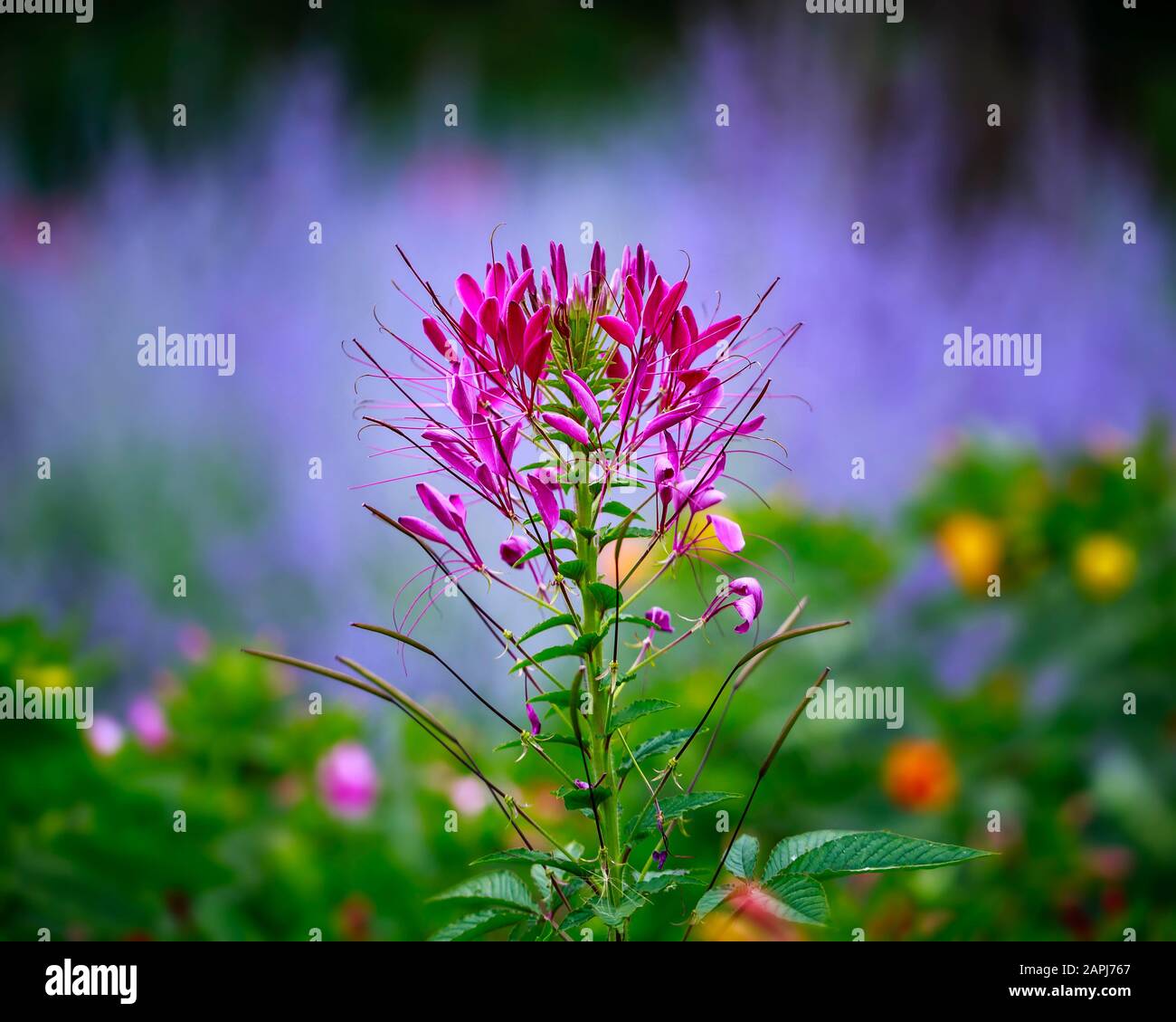 Flower flower hi-res stock photography and images - Alamy