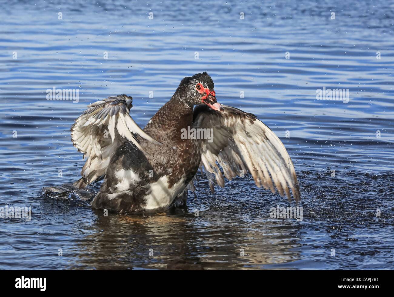 The domestic Muscovy duck (Cairina moschata domestica) is a ...