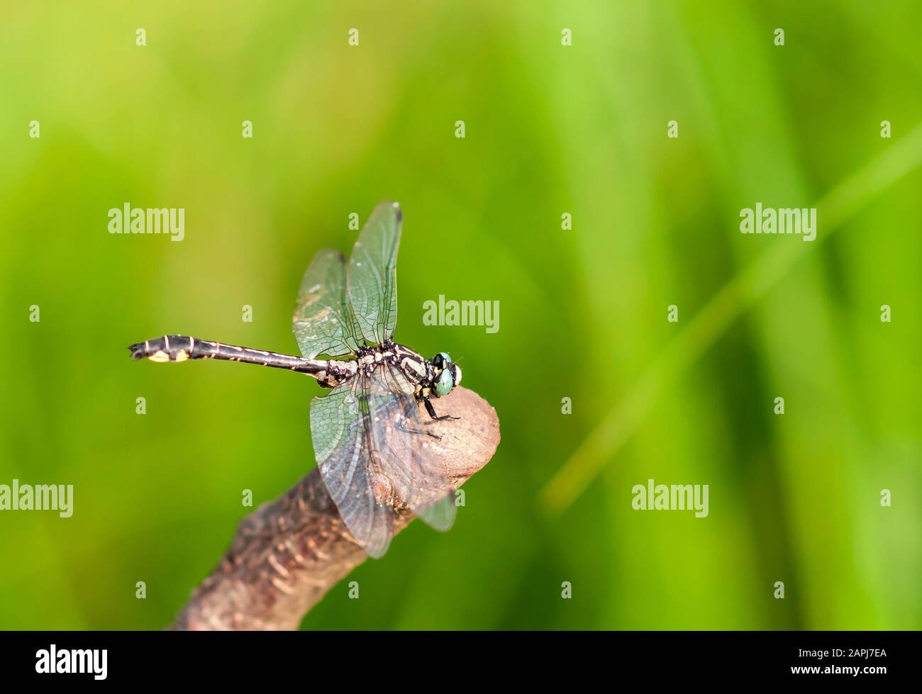 common clubtail, dragonfly (Gomphus vulgatissimus) sitting on a branch ...