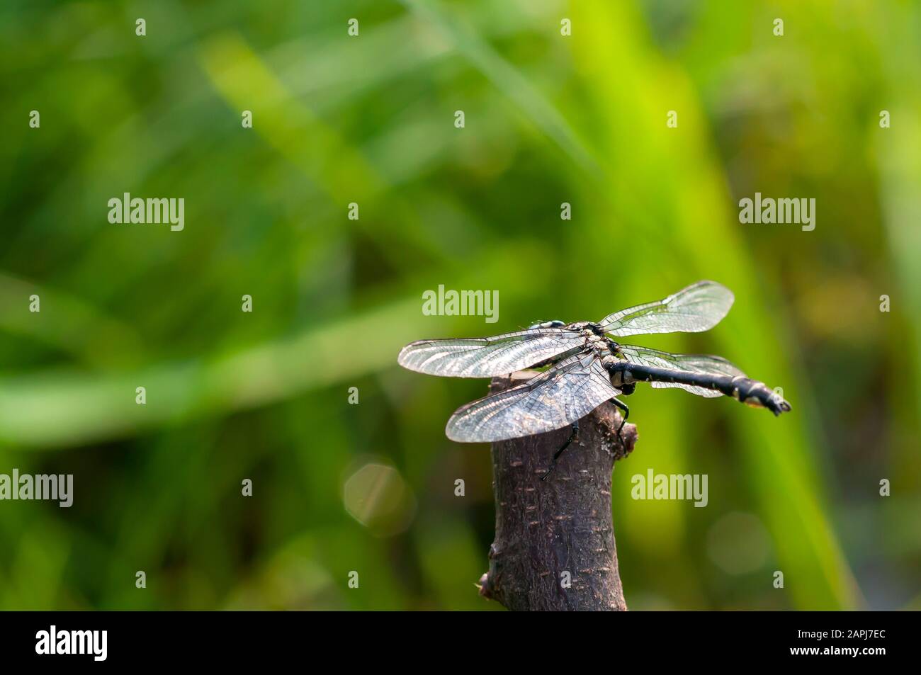 common clubtail, dragonfly (Gomphus vulgatissimus) sitting on a branch ...