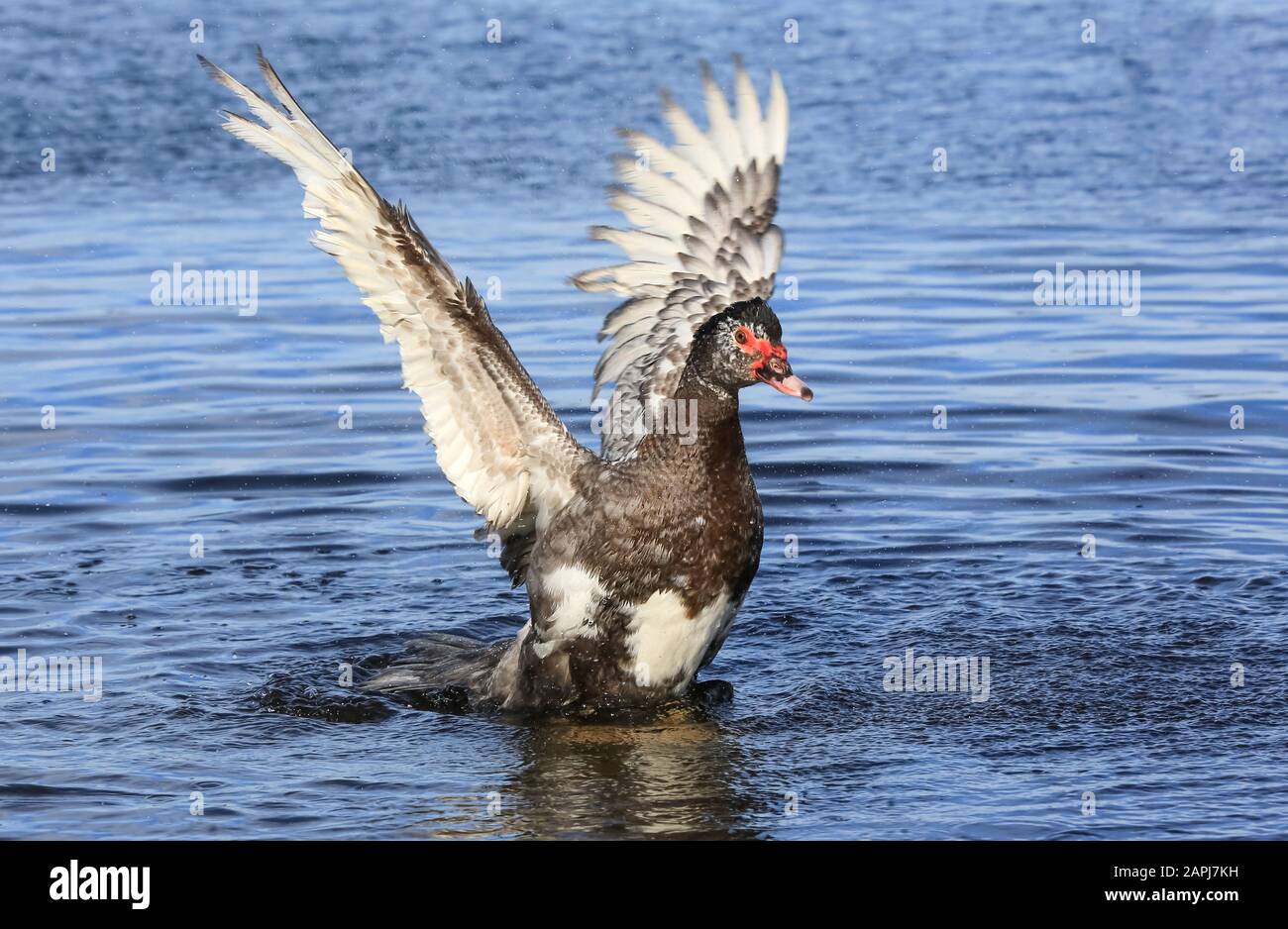 The domestic Muscovy duck (Cairina moschata domestica) is a ...