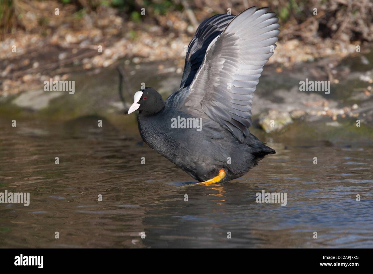 Standing and flapping wings hi-res stock photography and images - Alamy