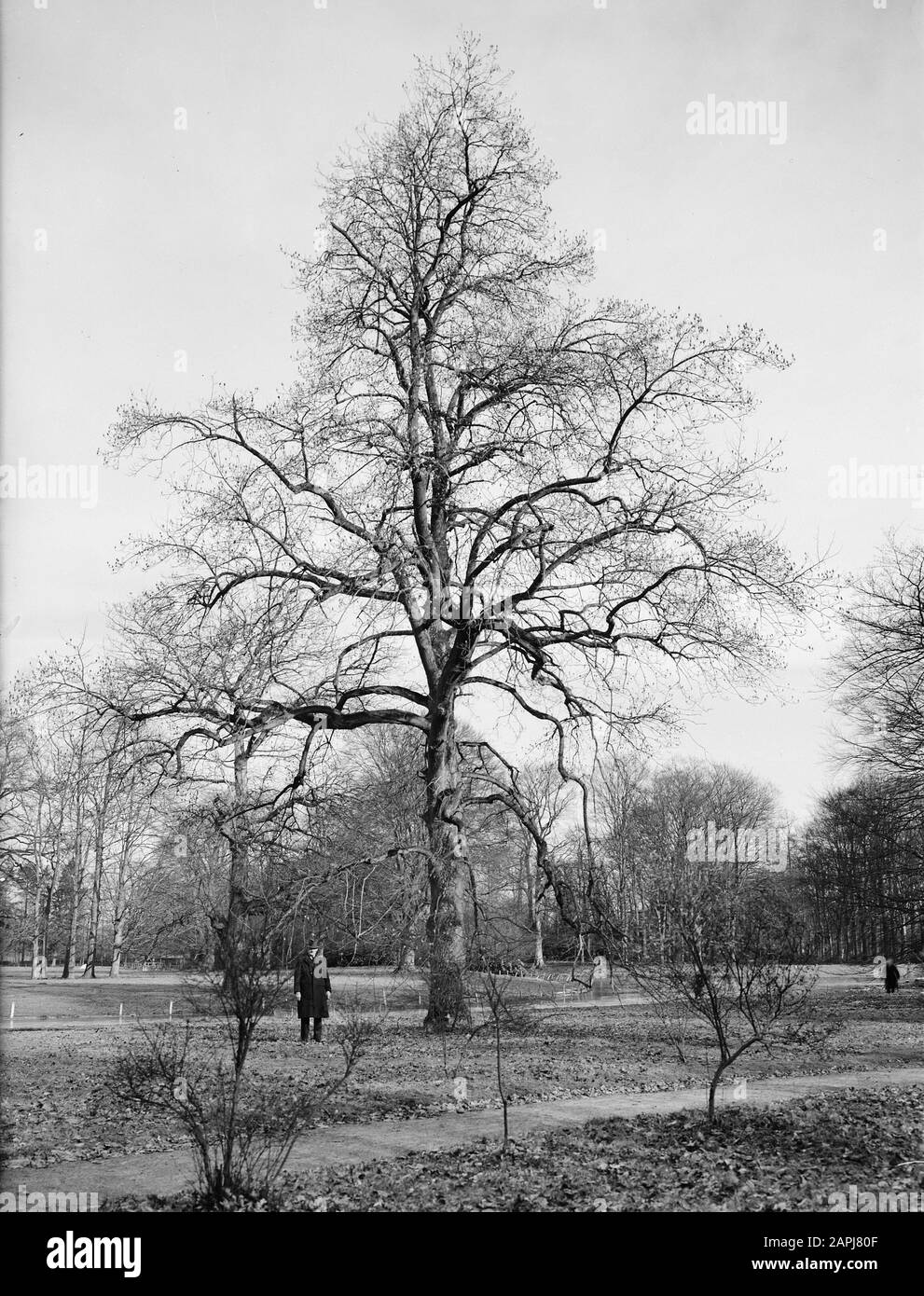 Deciduous Trees Names