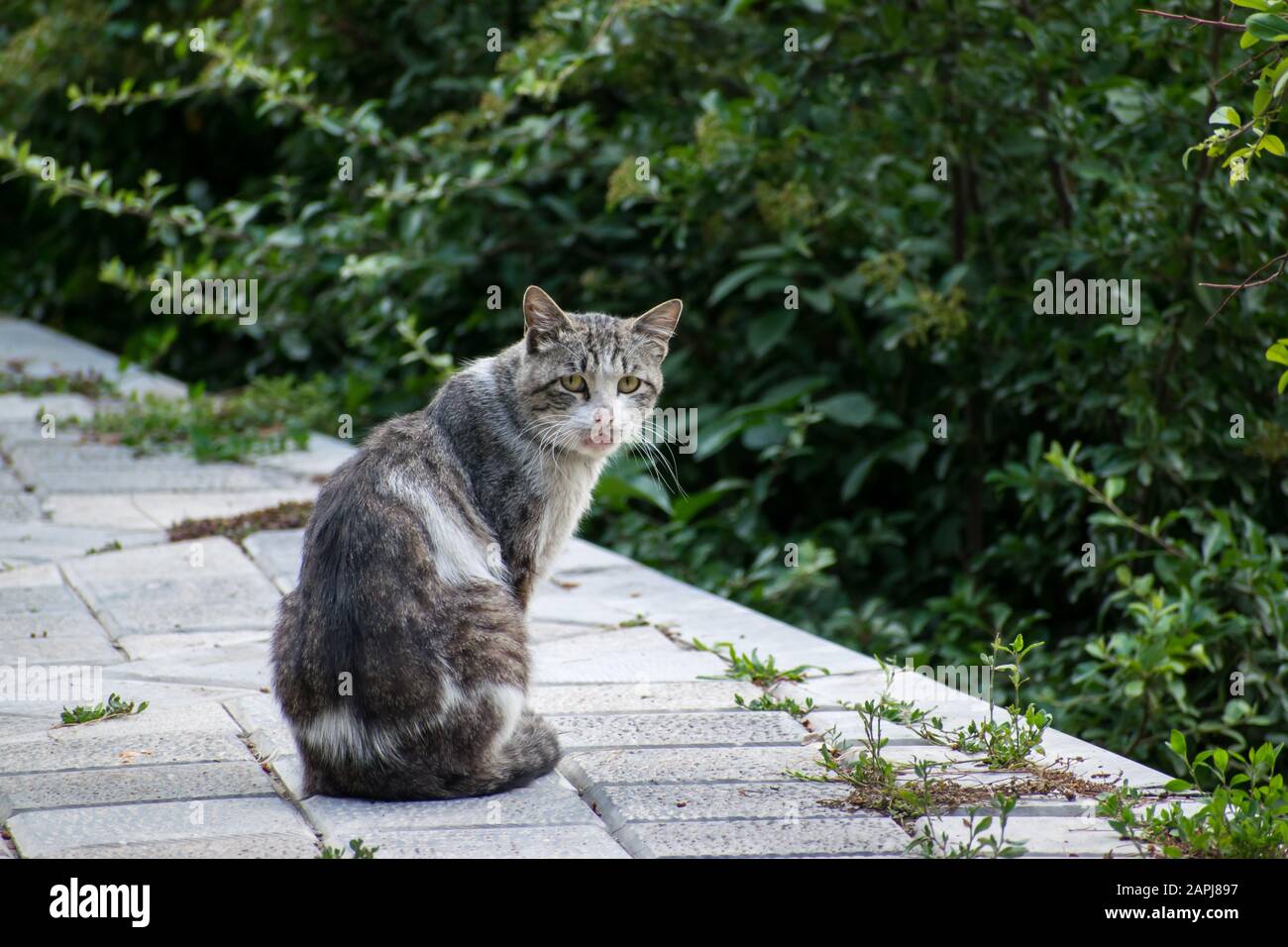 portrait of alone grey and white cat in public park Stock Photo - Alamy