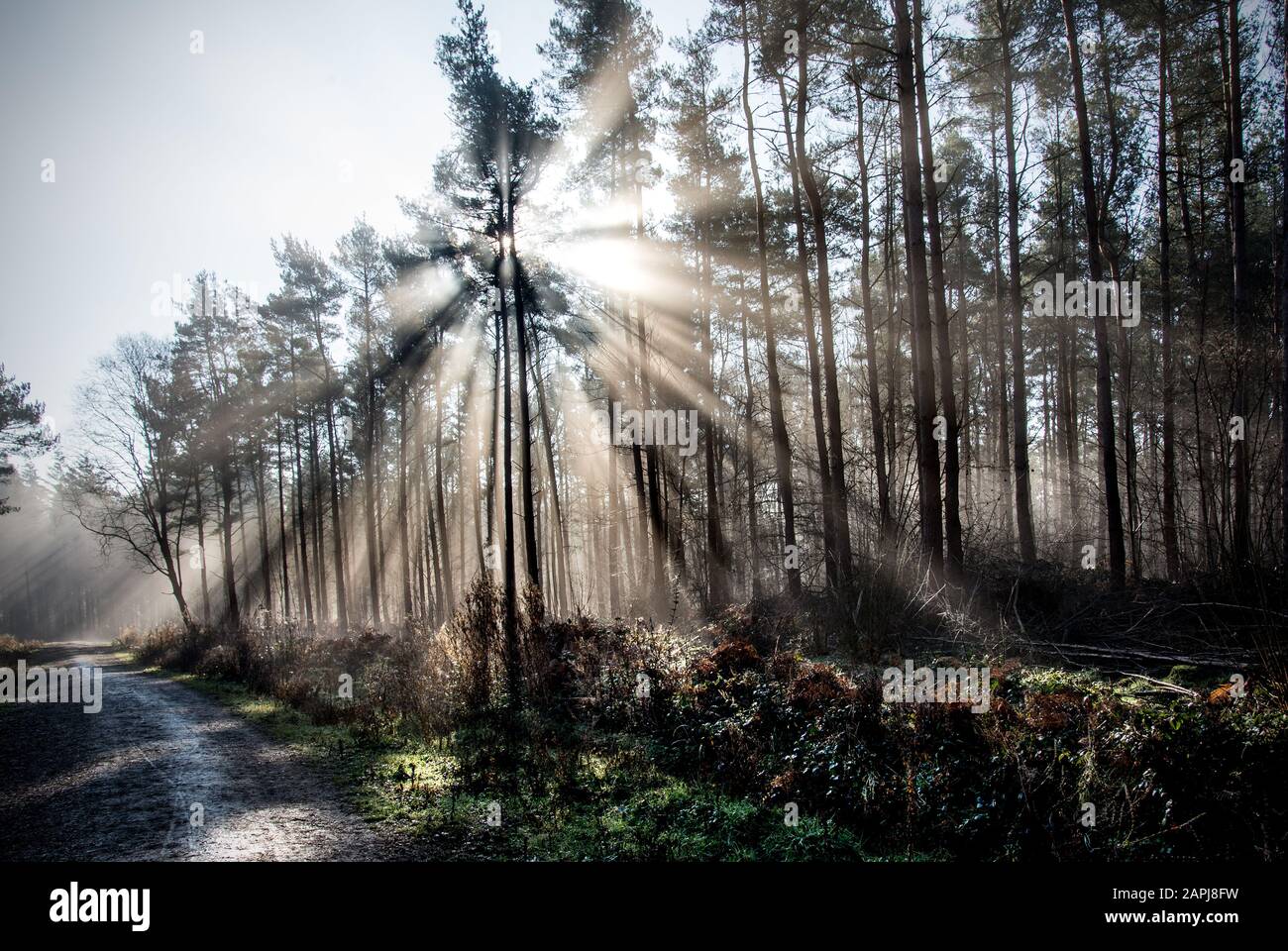Kent pine forest hi-res stock photography and images - Alamy