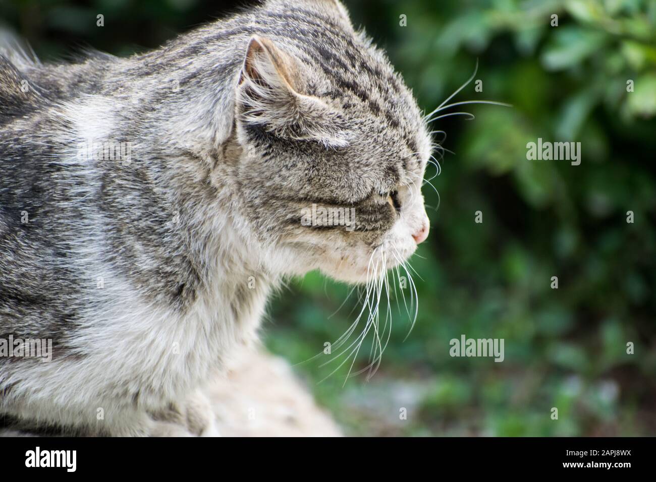 portrait of alone grey and white cat in public park Stock Photo - Alamy