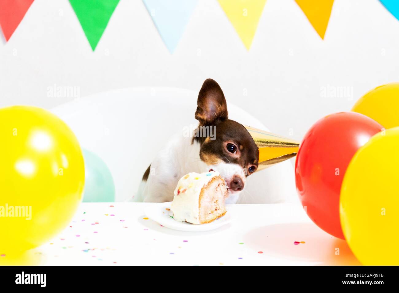 Animal Eating Birthday Cake