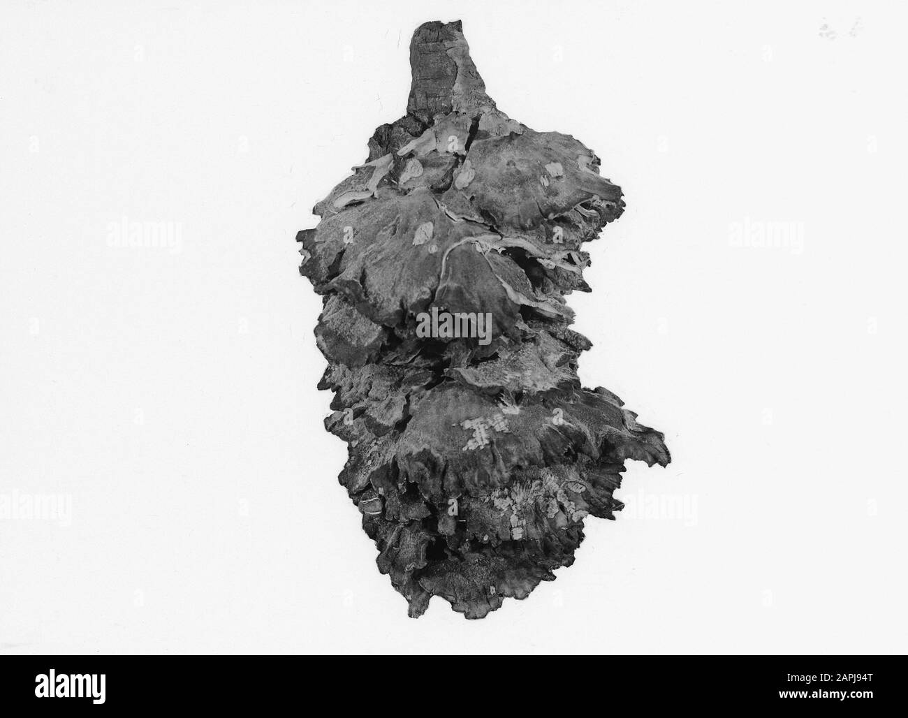 forest protection, fungi, fruiting bodies, sulfur yellow tree fungus ...