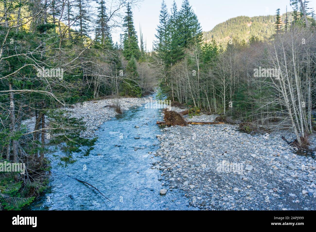 Evergreen trees line Denny Creek in Washington State Stock Photo - Alamy